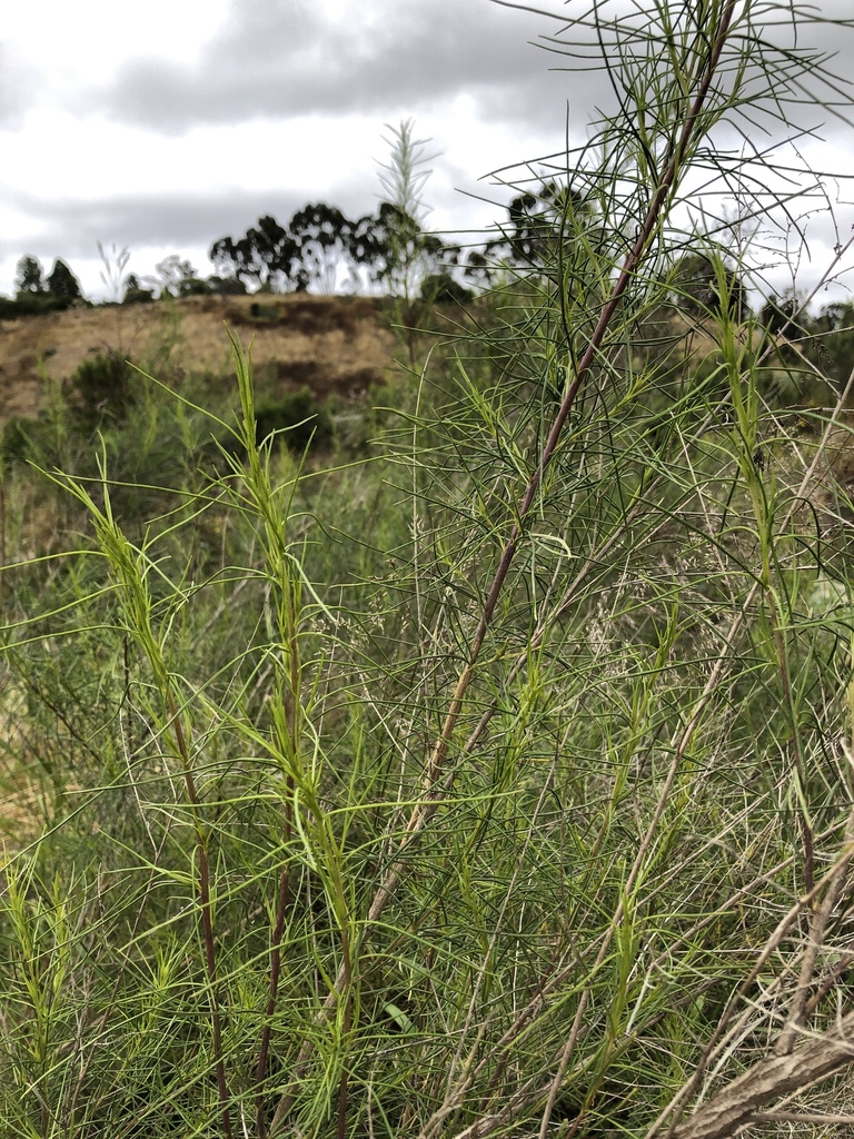Singlewhorl Burrobrush (Ambrosia monogyra) - Botanical Realm