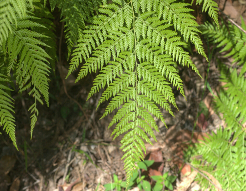 Common Ground Fern from Lawton Rd, England Creek QLD 4306, Australia on ...