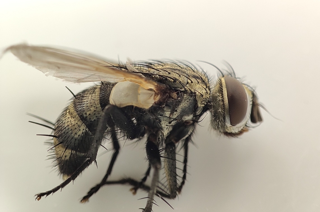 Exorista from Beijing, Beijing, CN on June 28, 2024 at 11:57 PM by ...