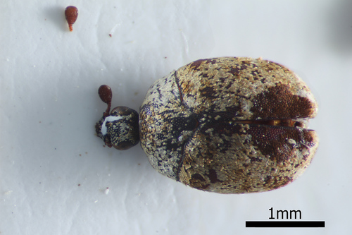 Anthrenus seminulum · iNaturalist