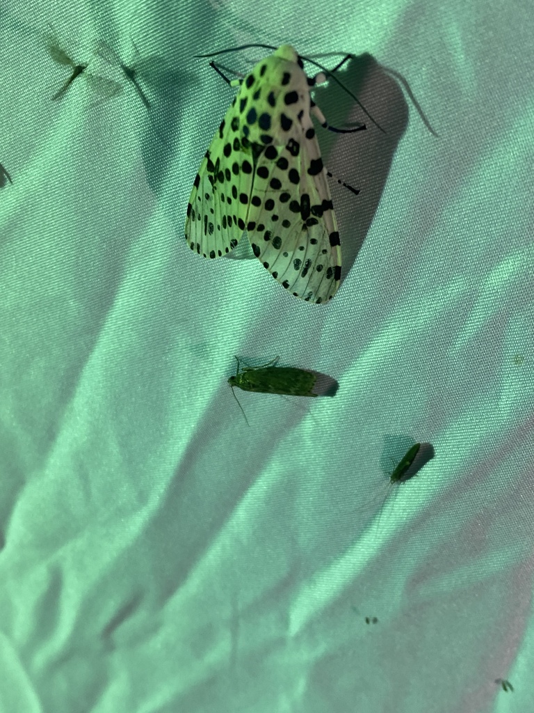 Giant Leopard Moth from Boyds Mills Rd, Milanville, PA, US on June 28 ...