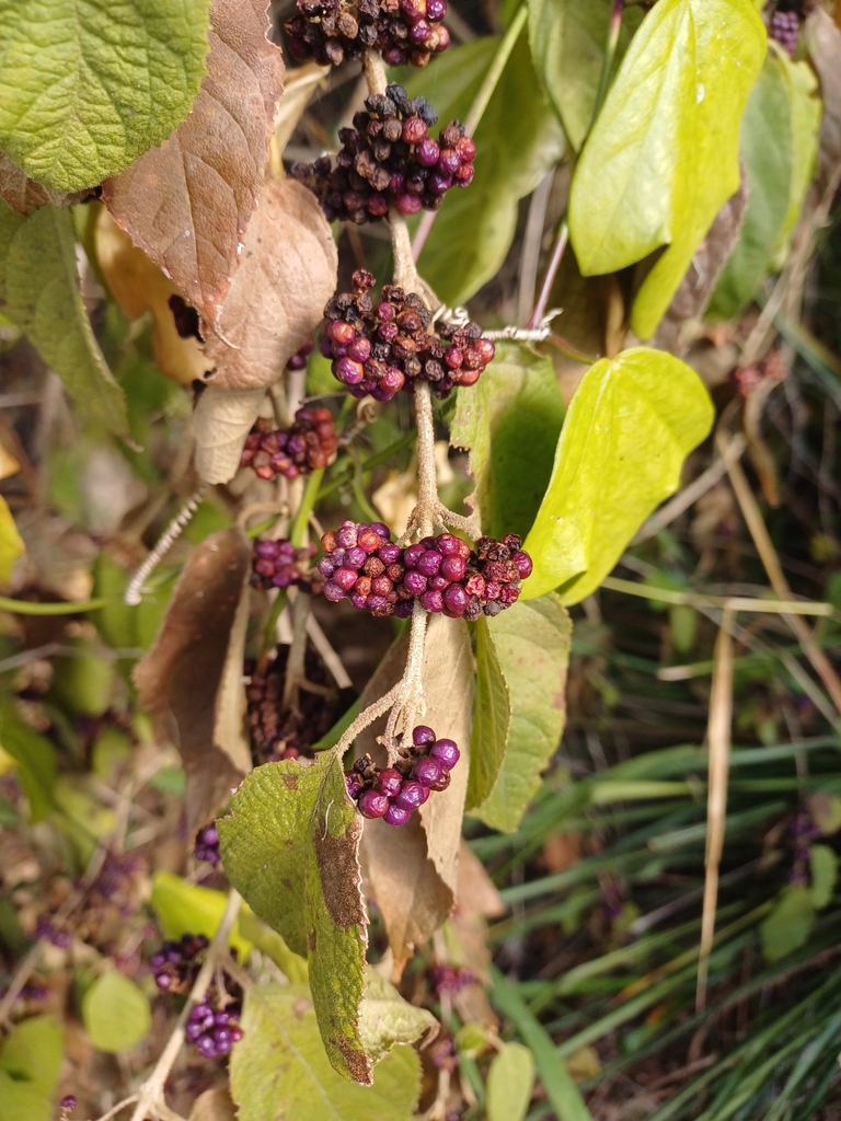 velvet leaf from Serviceton Ave at Kev Hooper Park, stop 76, Inala QLD ...