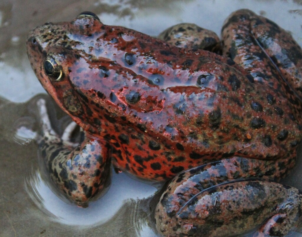 California Red-legged Frog in March 2024 by kwgeiger · iNaturalist