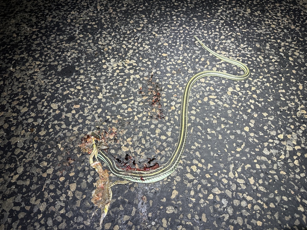 Orange-striped Ribbonsnake from FM-1384, Justin, TX, US on June 28 ...