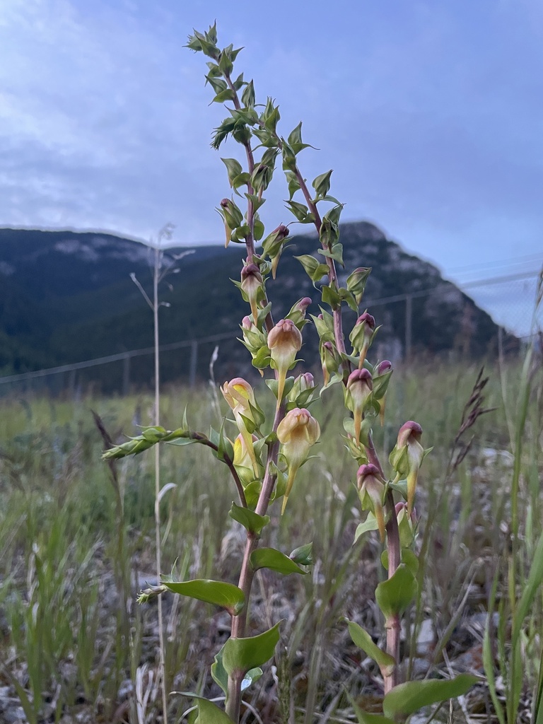 Balkan toadflax from Crowsnest Pass, AB, CA on June 28, 2024 at 10:01 ...