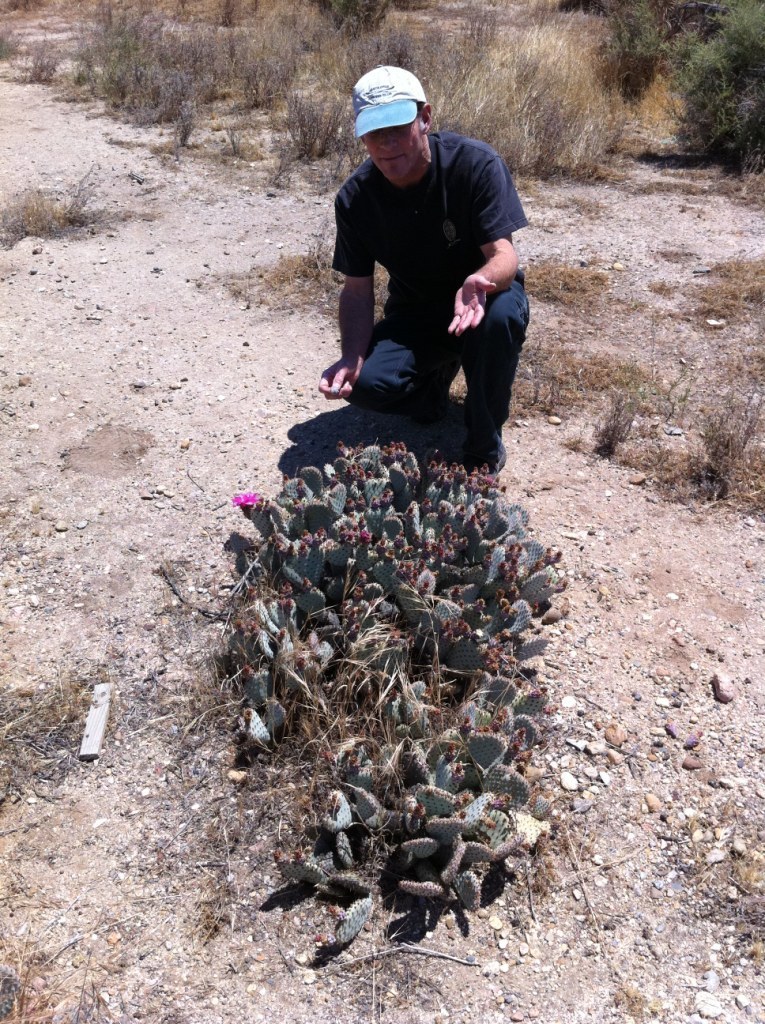 Bakersfield Cactus in June 2011 by Vincent Scheidt · iNaturalist