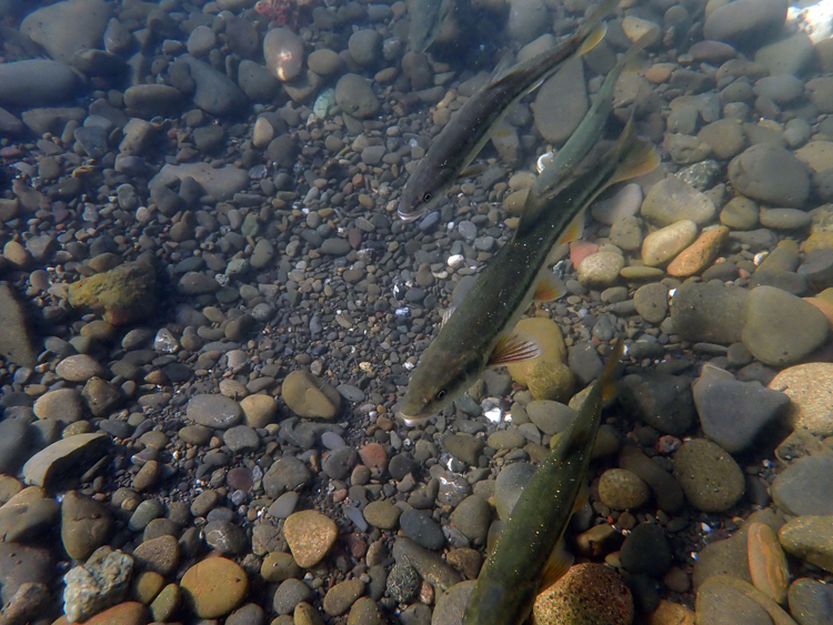Pacific Lamprey from Humboldt County, CA, USA on June 06, 2024 at 06:06 ...