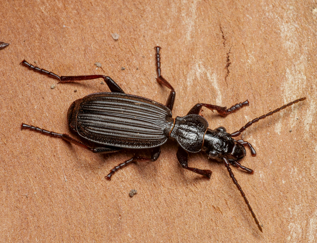 Helluo costatus from Amiens QLD 4380, Australia on December 10, 2021 at ...