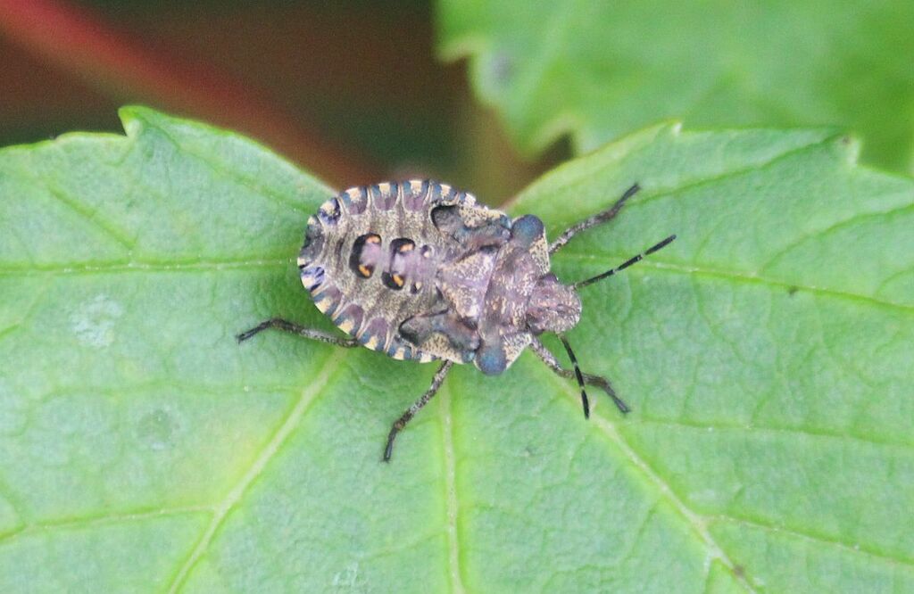 Forest Bug from Warrens Hall LNR, Rowley Regis, UK on June 28, 2024 at ...