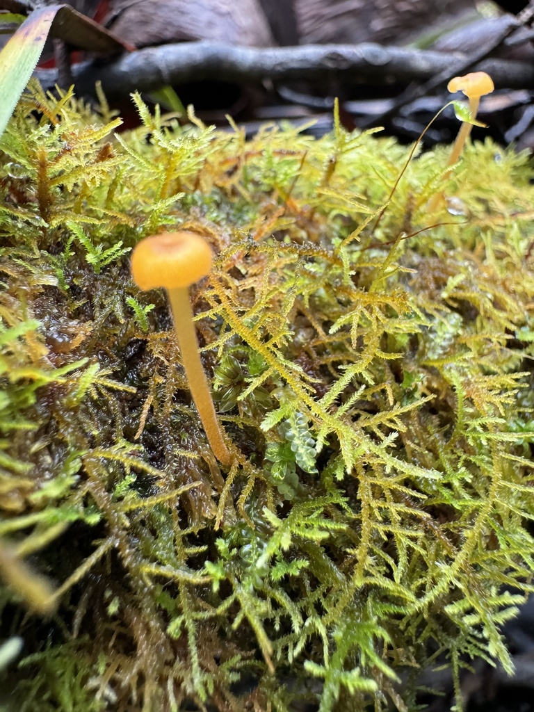 Orange Moss Navel from Mount Shadforth Nature Reserve, Shadforth, WA, AU on June 29, 2024 at 01: ...