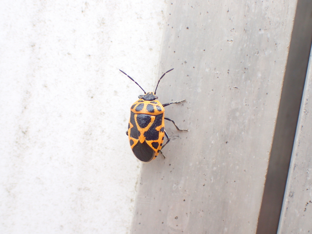 Painted bug in June 2024 by renshuchu · iNaturalist