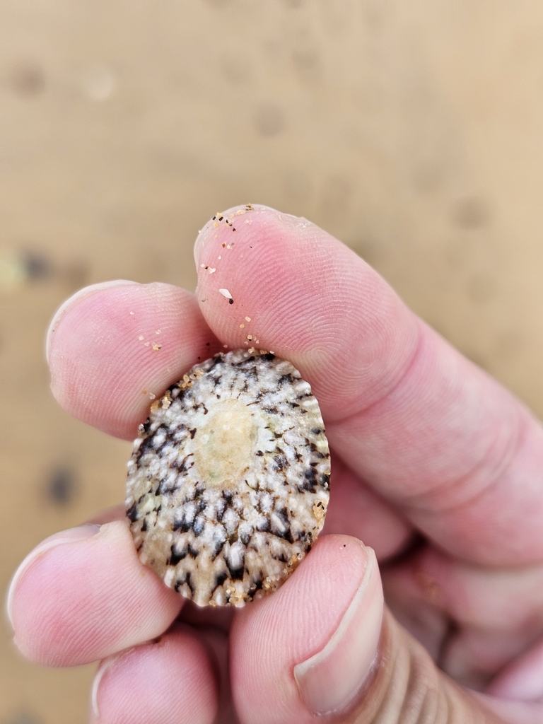 Variegated limpet from 7865+7Q, Collaroy NSW 2097, Australia on May 2 ...