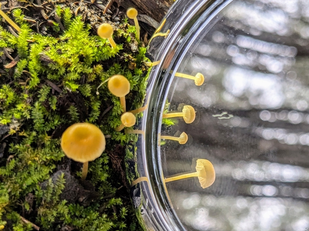 Orange Moss Navel in June 2024 by Kent Ralf · iNaturalist