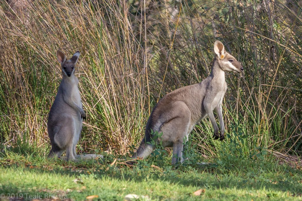 Whiptail Wallaby (Notamacropus parryi) - Know Your Mammals