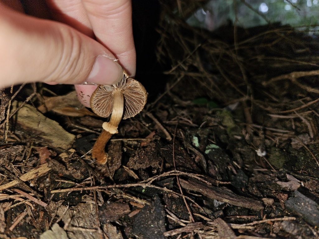 Descolea recedens from Berkeley Vale NSW 2261, Australia on June 29 ...