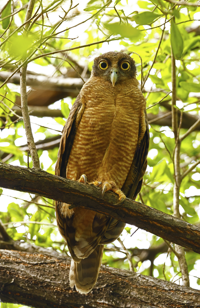 Rufous Owl from East Point NT 0820, Australia on June 29, 2024 at 10:55 ...