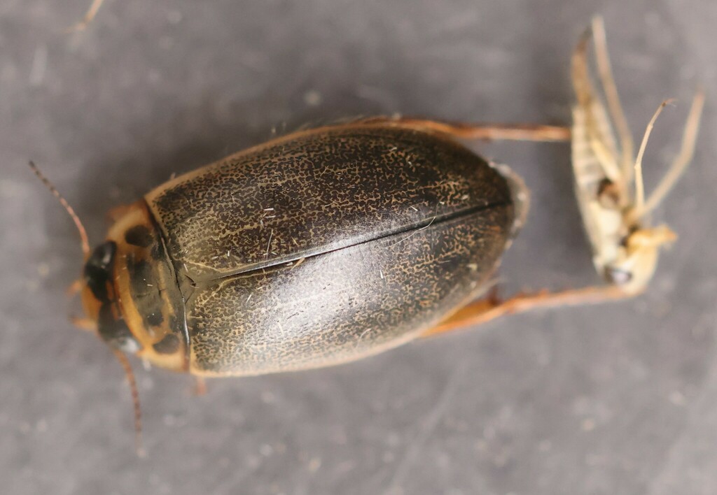 Rhantus frontalis from 61203 Reichelsheim (Wetterau), Deutschland on ...