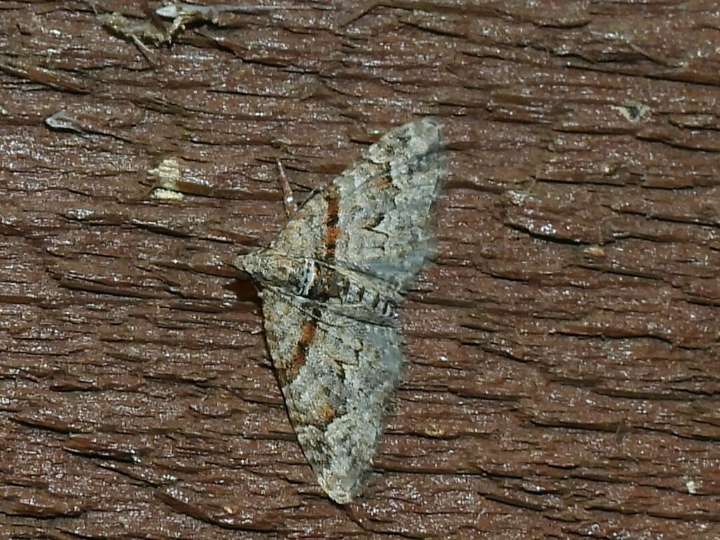 Apple Looper from Coomba Park NSW 2428, Australia on June 29, 2024 at ...