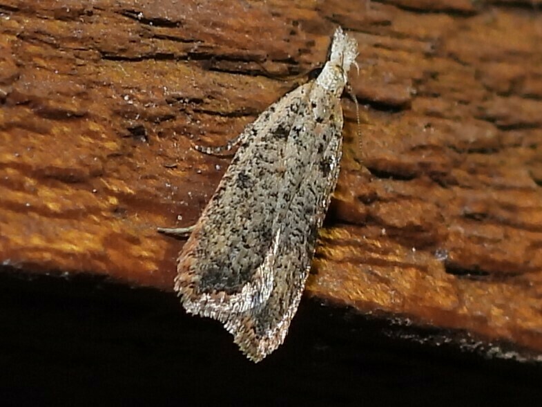 Autumn Cluster Moth from Coomba Park NSW 2428, Australia on June 29 ...