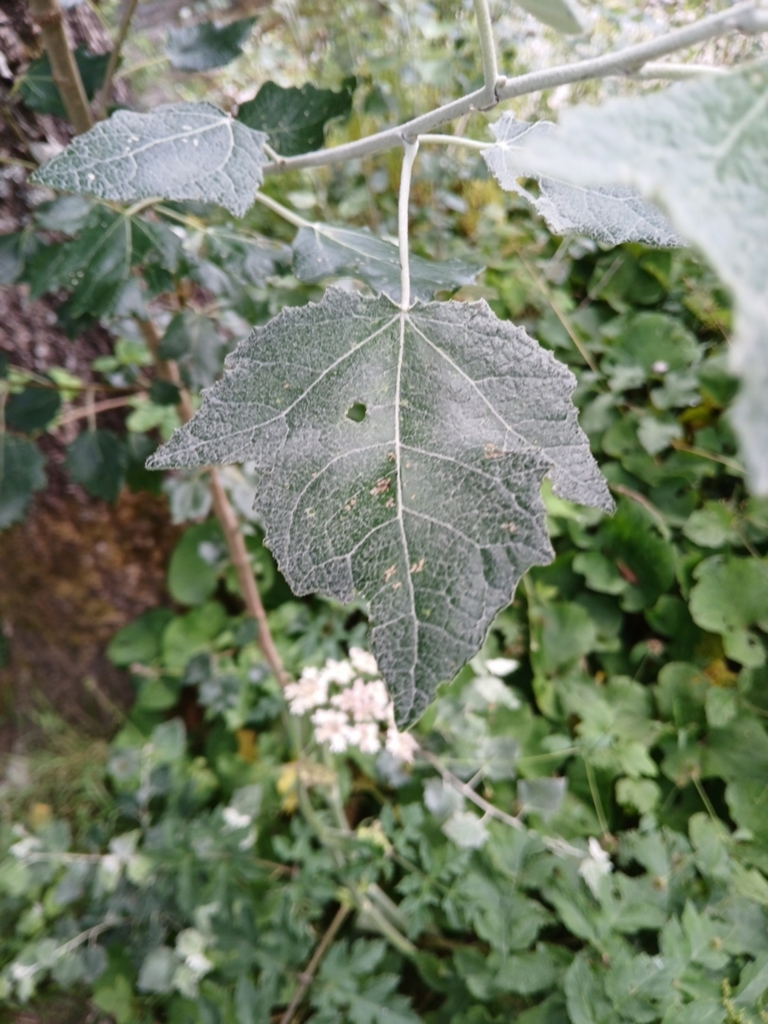 white poplar from Devon on June 29, 2024 at 10:48 AM by greymills ...