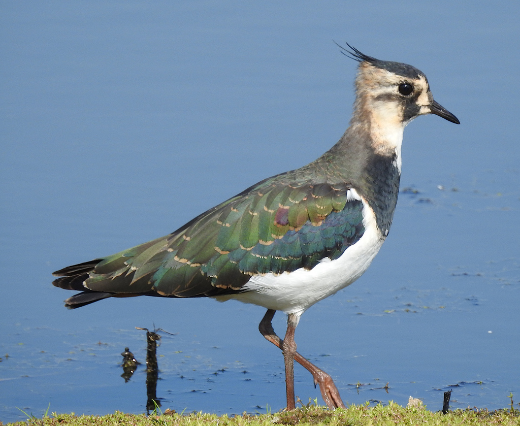 Northern Lapwing from Sandwich Bay Bird Observatory, Kent, UK on ...