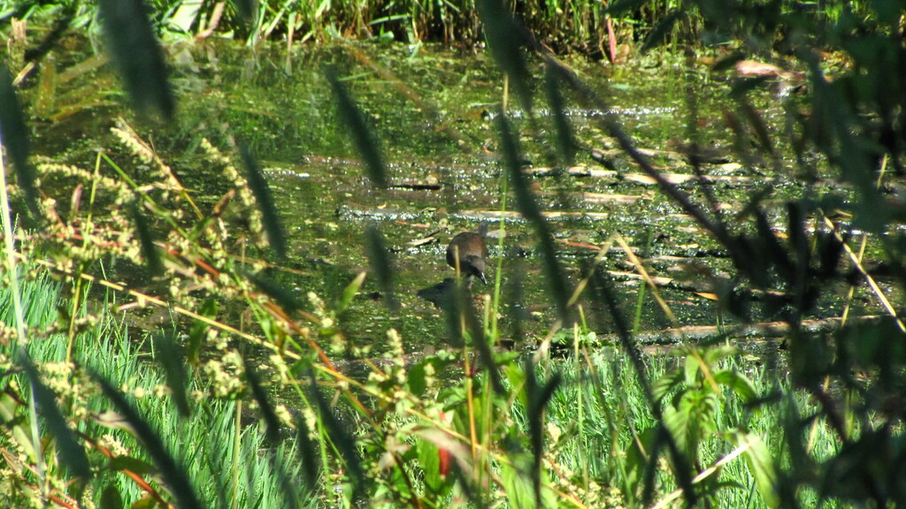 Rails, Crakes, Gallinules, and Coots from Canberra Central, ACT ...