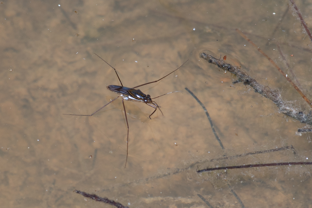Limnogonus hungerfordi from Doonan QLD 4562, Australia on June 29, 2024 ...
