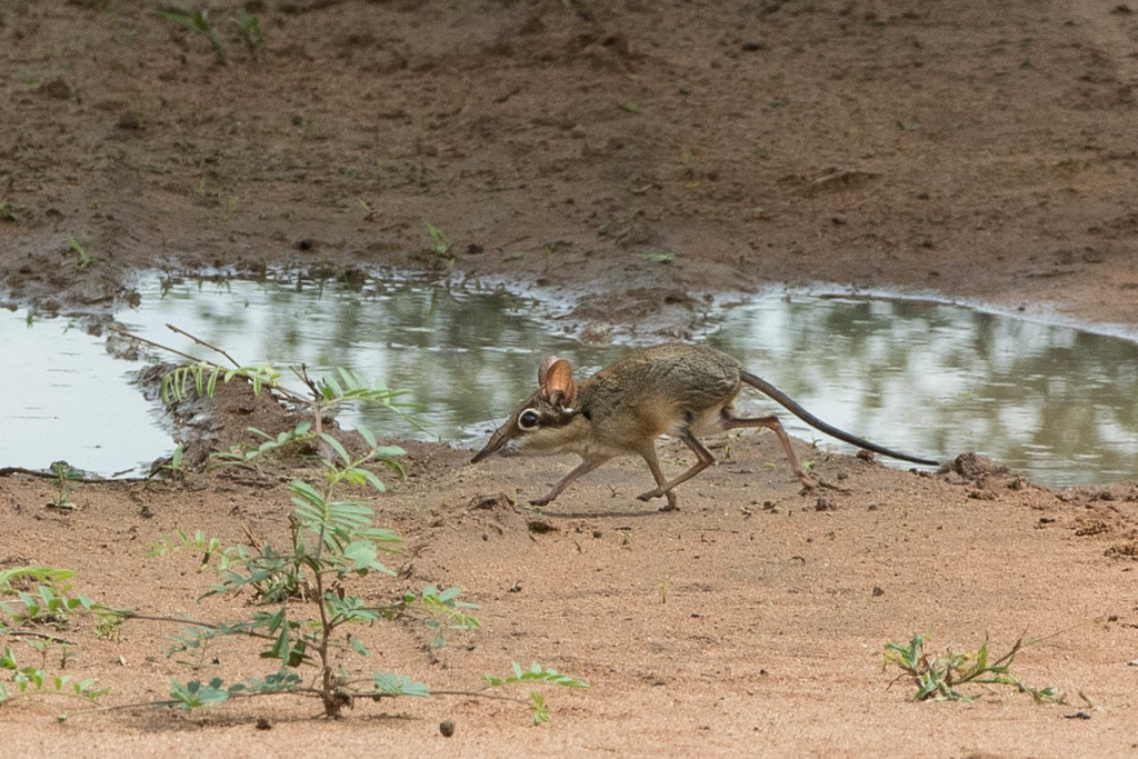 Four-toed Sengi from Chipinge, Zimbabwe on April 13, 2019 at 10:40 AM ...