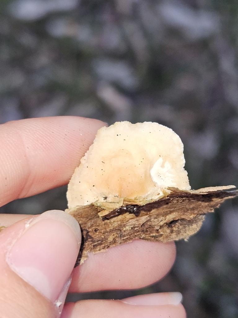 Truncospora ochroleuca from Berkeley Vale Reserve, Tumbi Creek Rd ...