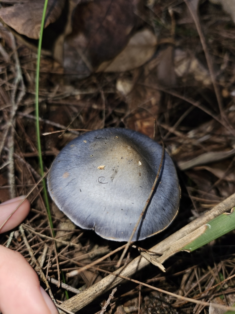 elegant blue webcap from Berkeley Vale Reserve, Tumbi Creek Rd ...