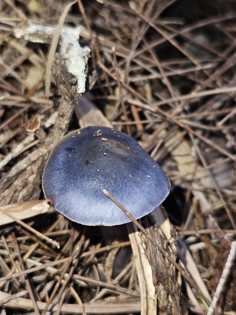 elegant blue webcap from Berkeley Vale Reserve, Tumbi Creek Rd ...