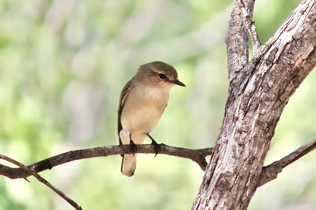 Kimberley Lemon-bellied Flyrobin from Dampier Ward, Dampier Peninsula ...