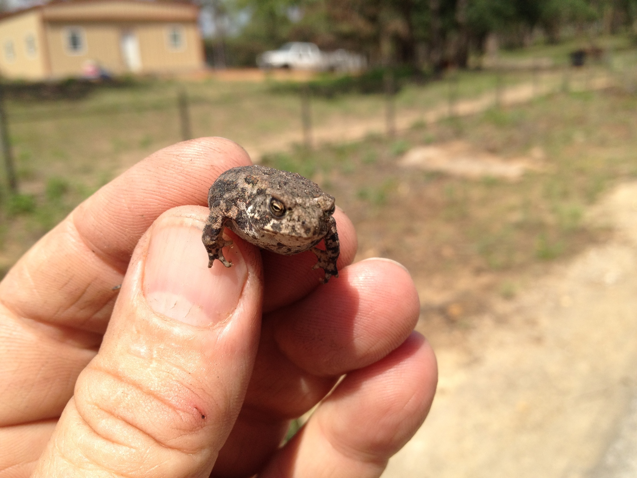 Anaxyrus houstonensis (Sanders, 1953)