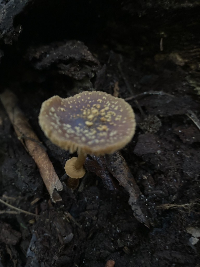Descolea recedens in June 2024 by ku-ring-guy · iNaturalist