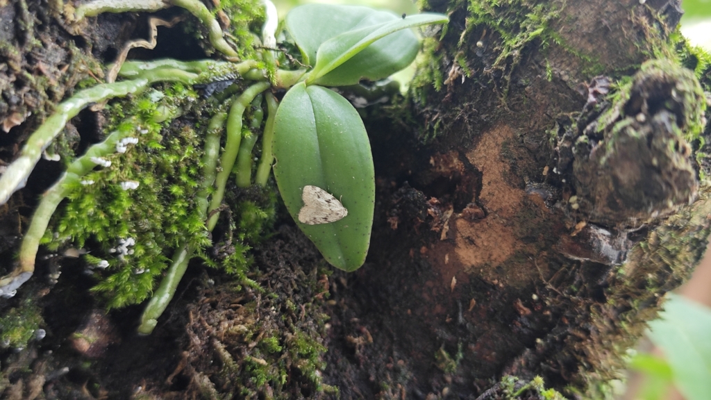 Aemene in June 2024 by 李博恒 · iNaturalist