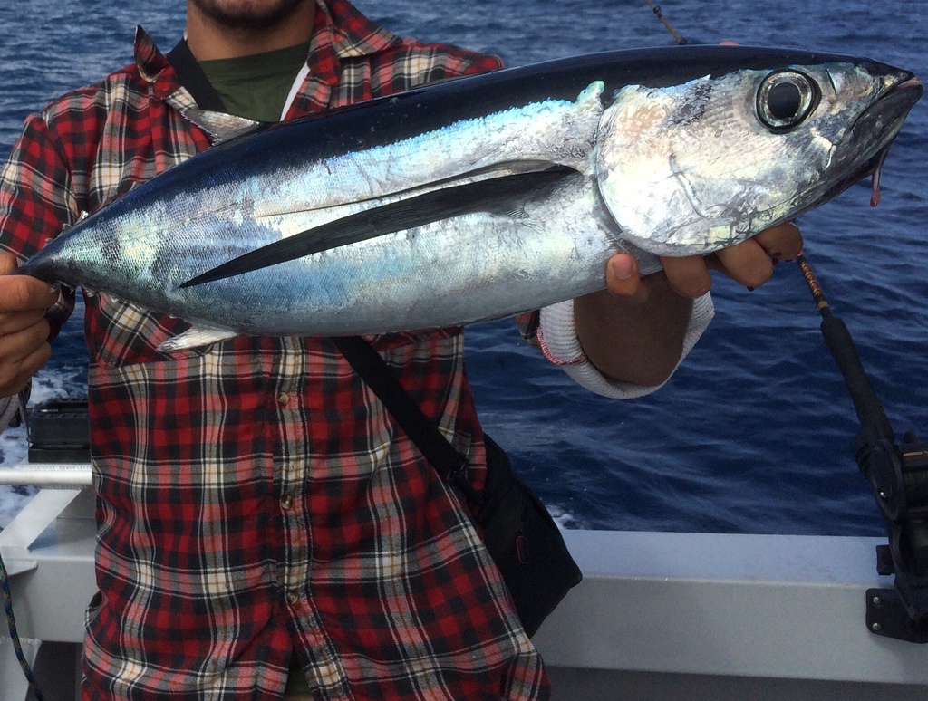 Albacore from Pacific Ocean, , , on July 25, 2015 at 10:45 AM by ...