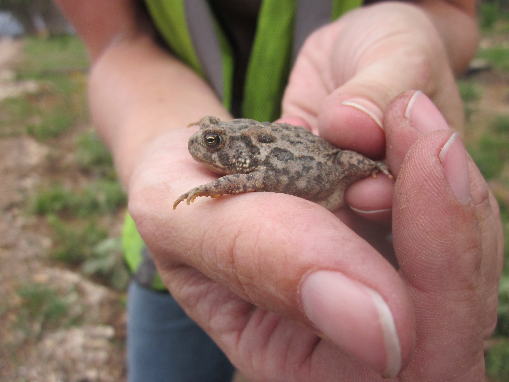 Anaxyrus houstonensis (Sanders, 1953)