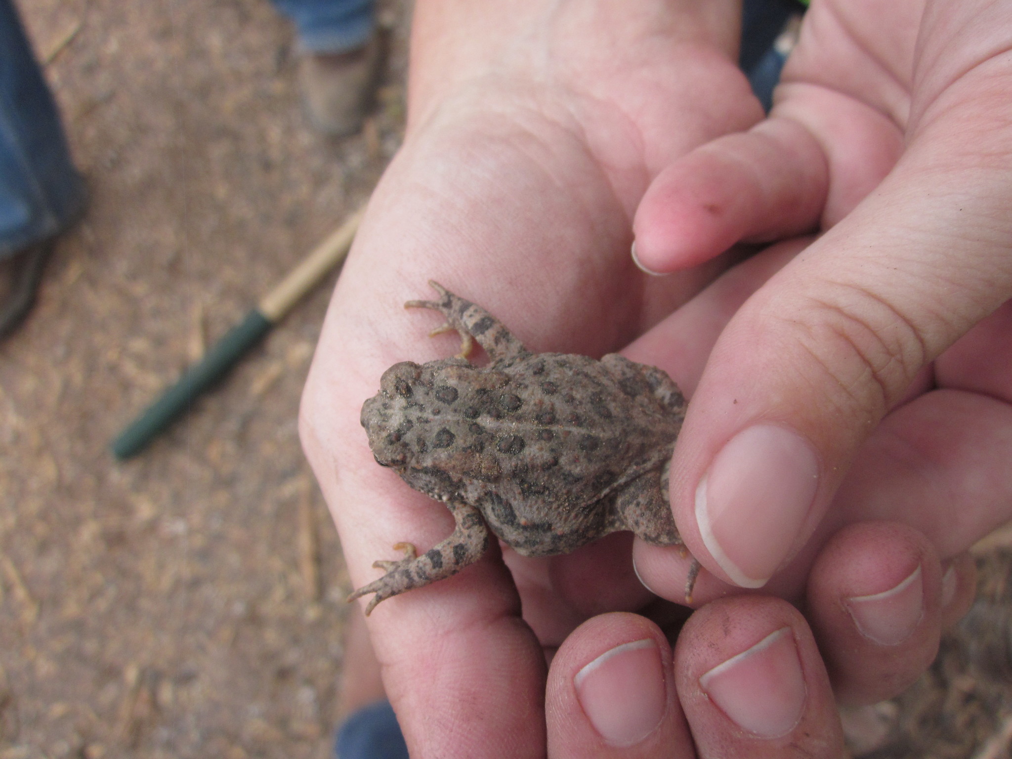 Anaxyrus houstonensis (Sanders, 1953)
