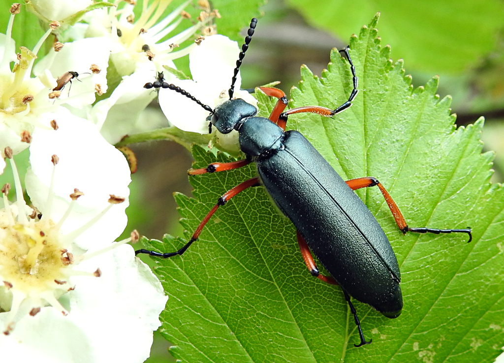 Say's Blister Beetle (Meloid Beetles of the United States) · iNaturalist
