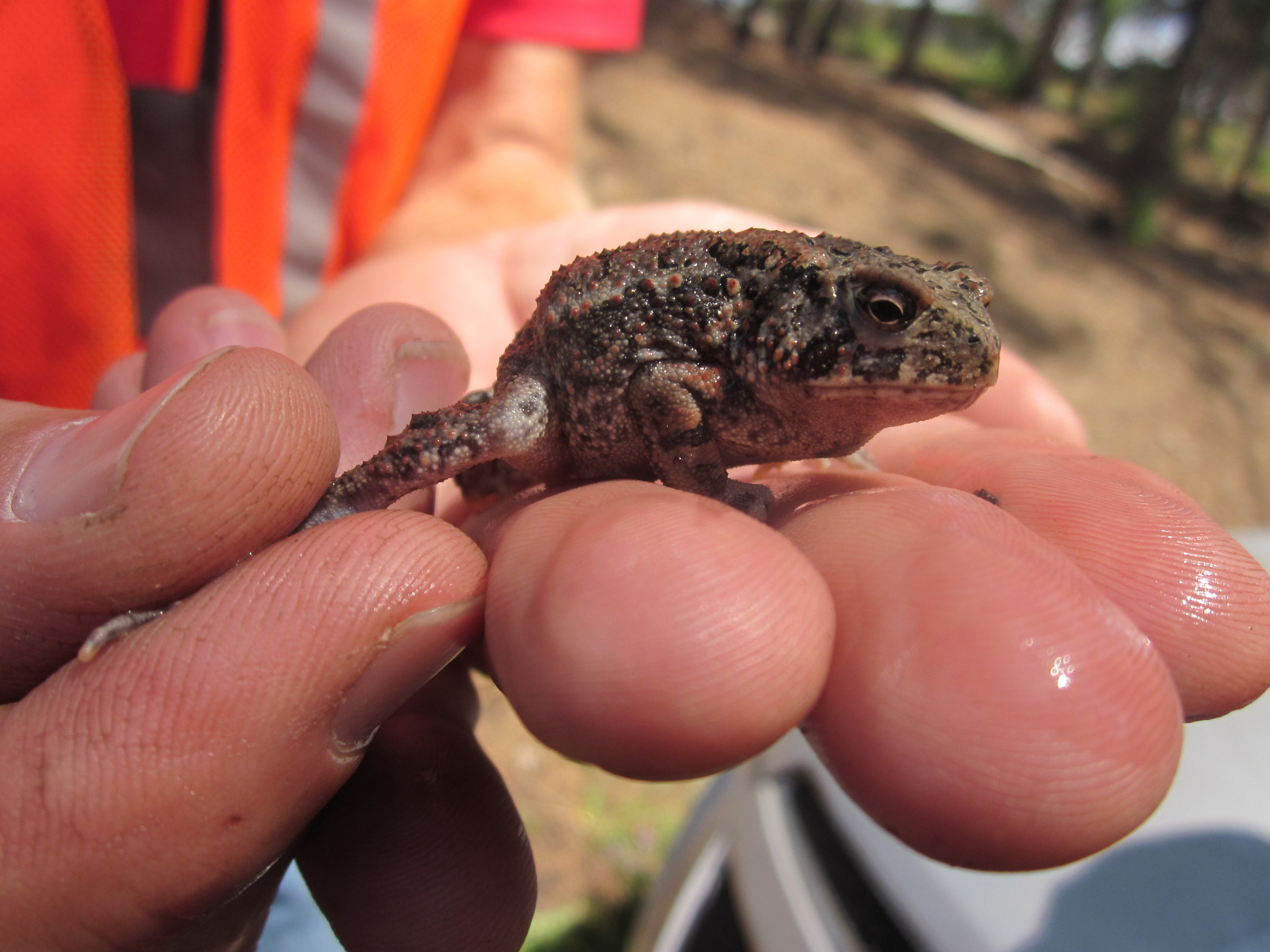 Anaxyrus houstonensis (Sanders, 1953)