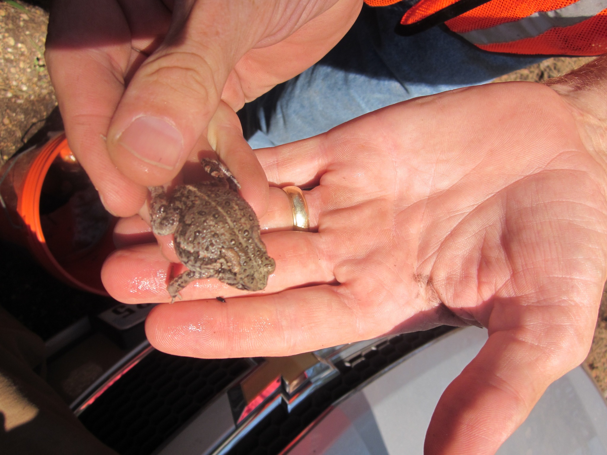 Anaxyrus houstonensis (Sanders, 1953)