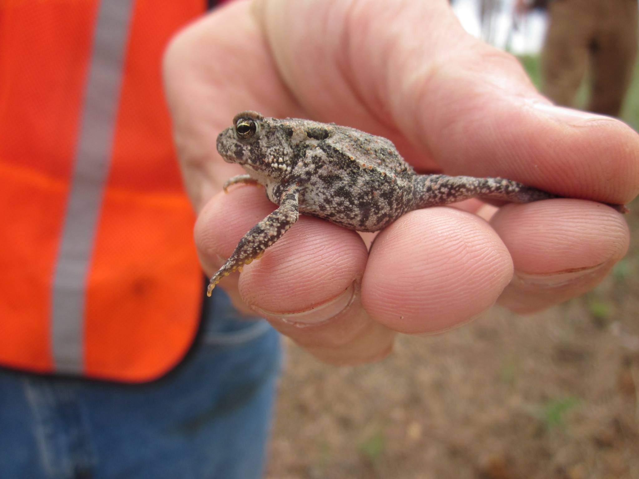 Anaxyrus houstonensis (Sanders, 1953)