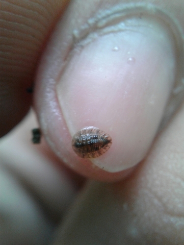Acneus quadrimaculatus · iNaturalist