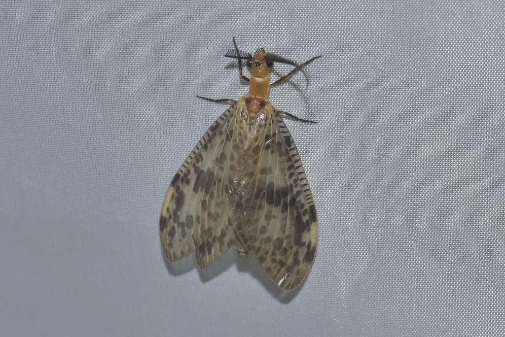 Neochauliodes formosanus in June 2024 by 龙栩川 · iNaturalist