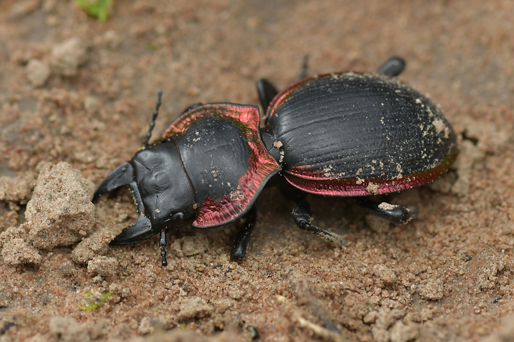 Copper-bordered Ground Beetle from Nai Mueang, Mueang Khon Kaen ...