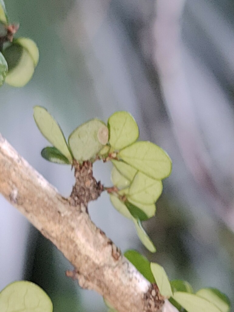 Brush Sauropus from Como QLD 4571, Australia on April 25, 2024 at 02:56 ...
