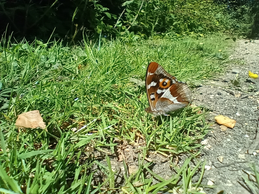 Purple Emperor from Hook RG27 8LT, UK on June 29, 2024 at 10:52 AM by ...