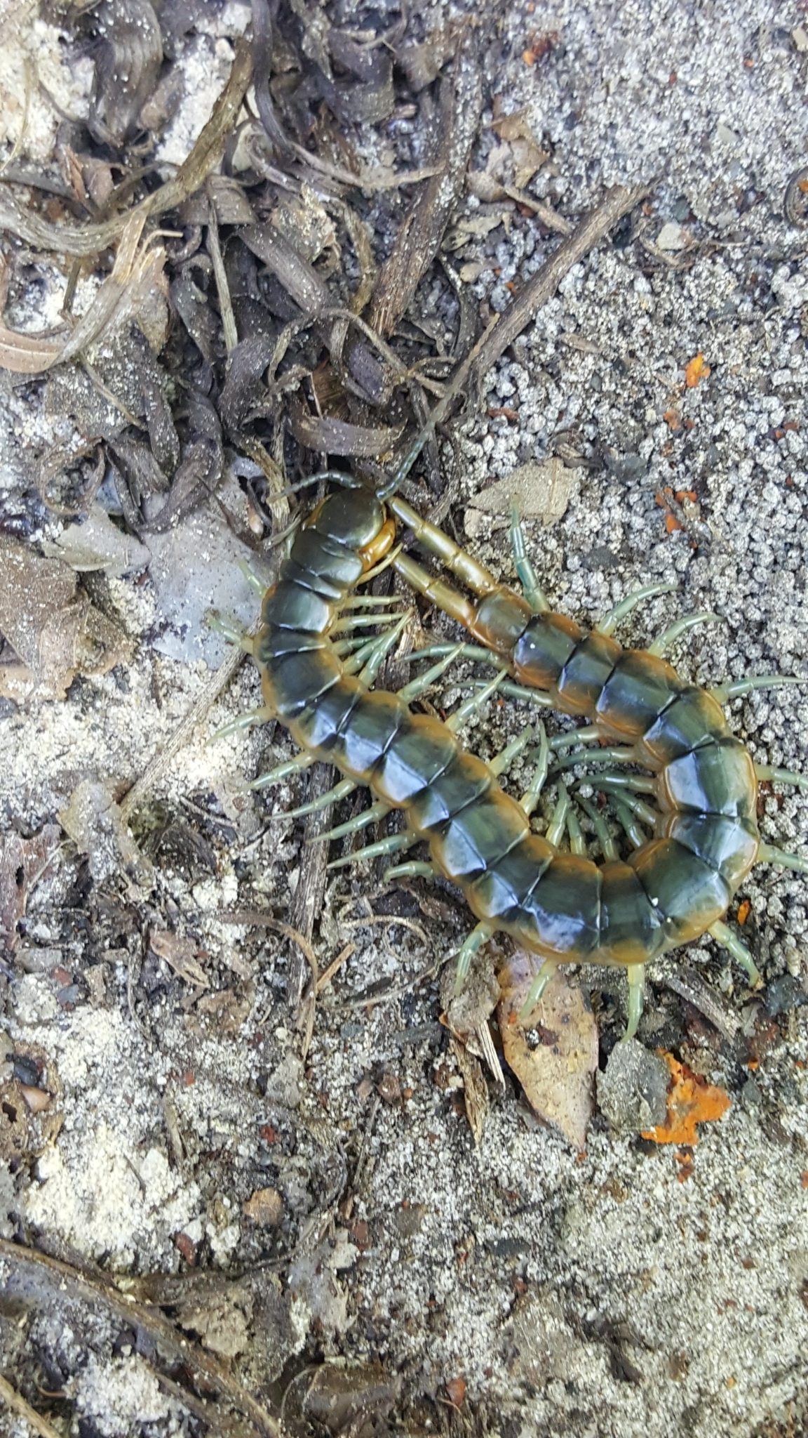 Small Centipede Florida
