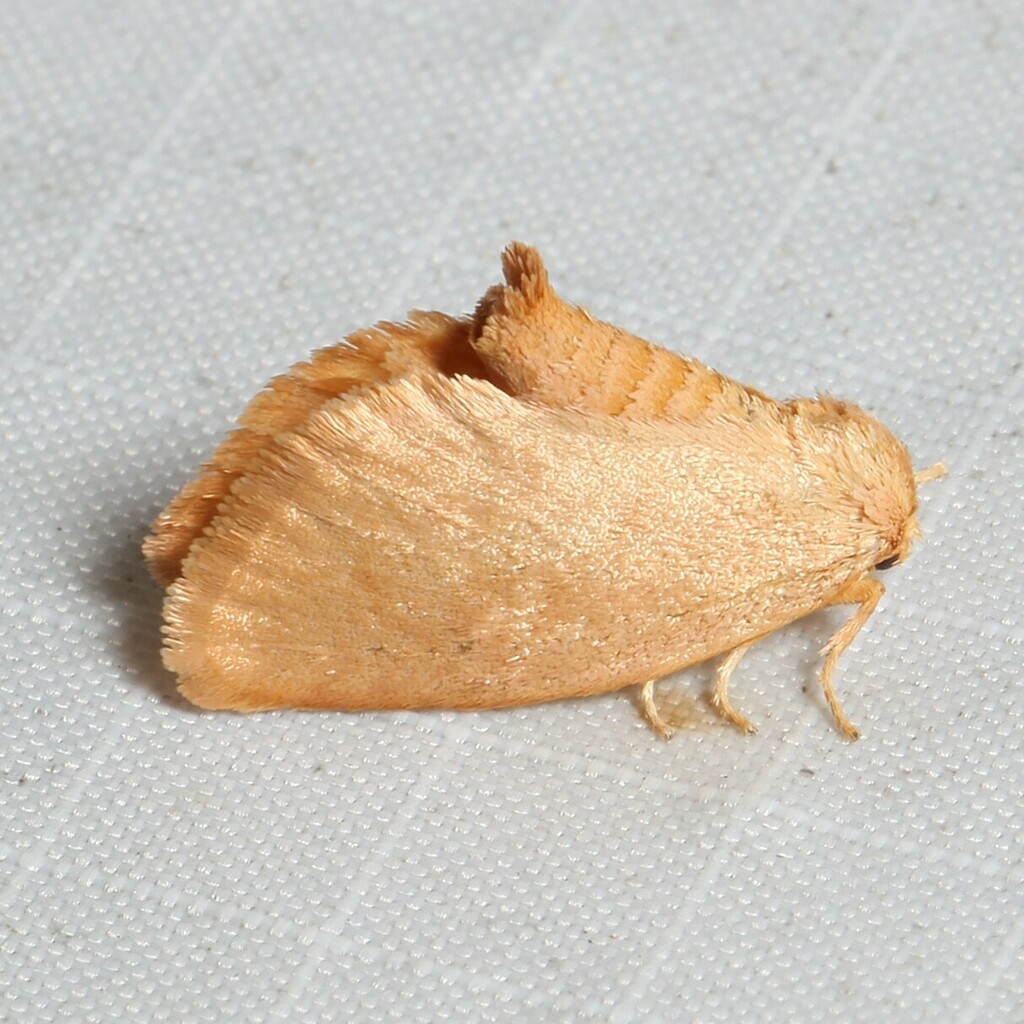 Red-crossed Button Slug Moth from Fitzgerald Rd, Burdett, NY 14818, USA ...
