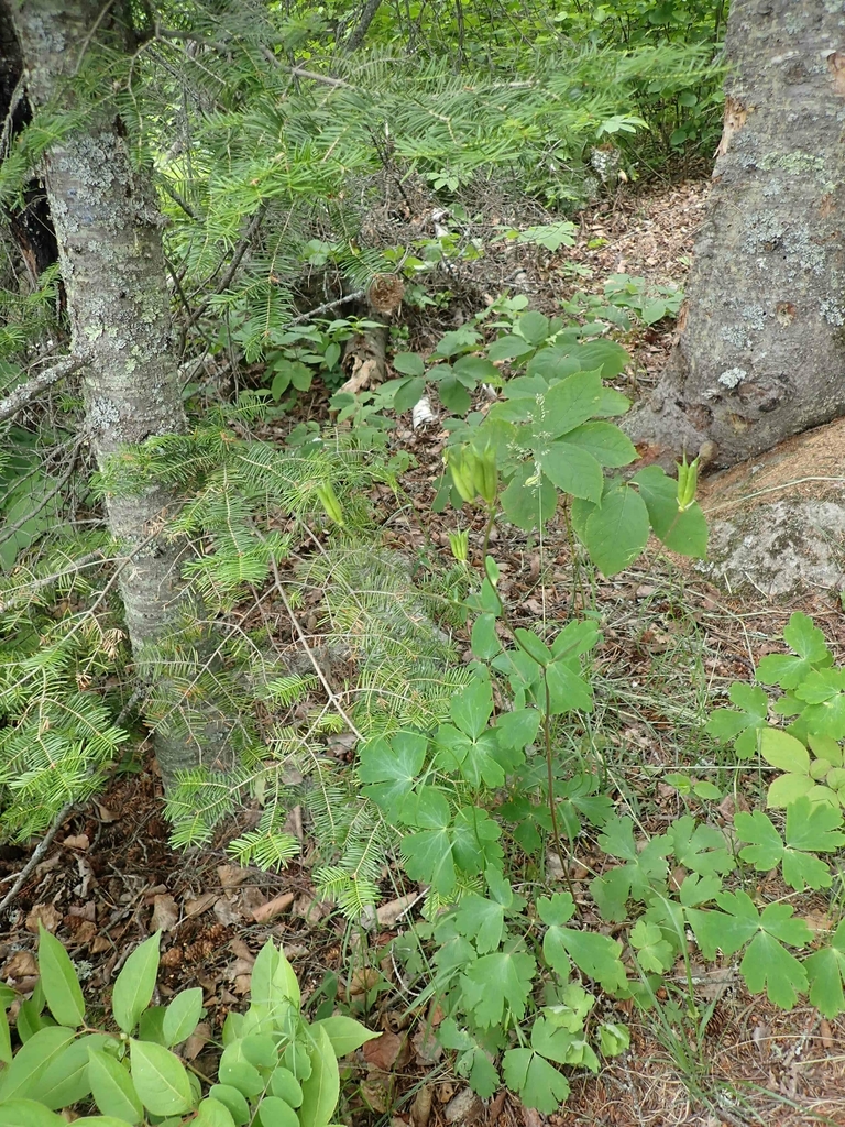 red columbine from Kenora District, ON, Canada on June 25, 2024 at 01: ...